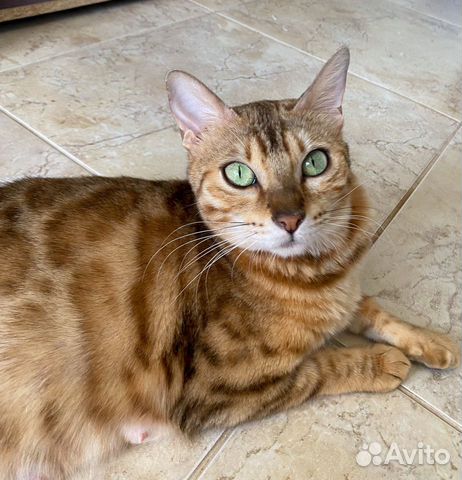 Бенгалочка кошечка