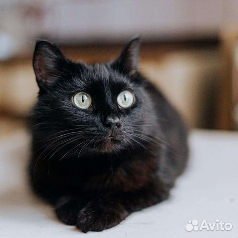 Нежная и уютная Шанечка