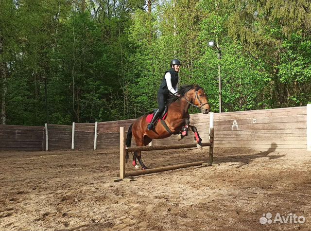 Лошадь в аренду