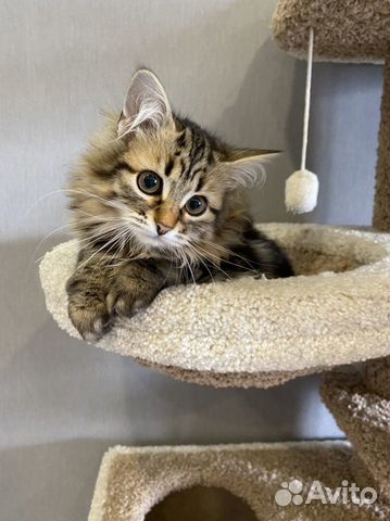 Сибирский котенок (девочка)