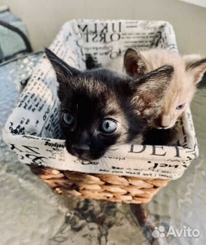 Котята бенгалы