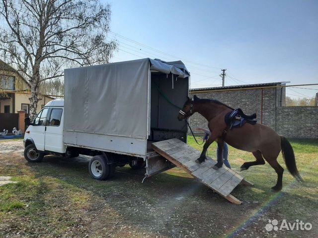 Перевозка животных