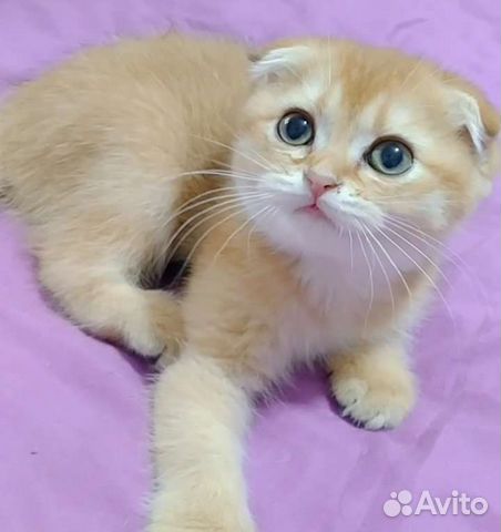 Малышня шотландские рыжули