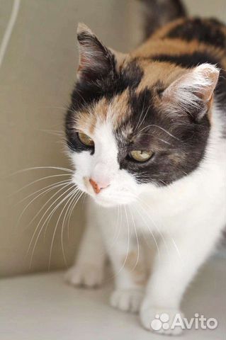 Кошка в добрые руки