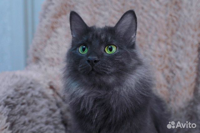 Кошки в добрые руки породистые