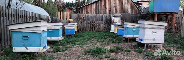 Отводки пчел