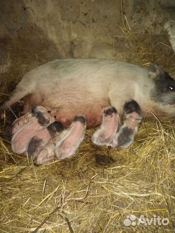 Вьетнамские вислобрюхие поросята