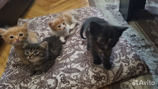 Котята ищут дом