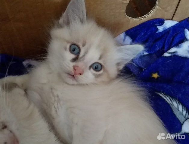 Кошечка помесь