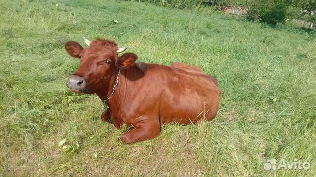 Корова высокоудойная