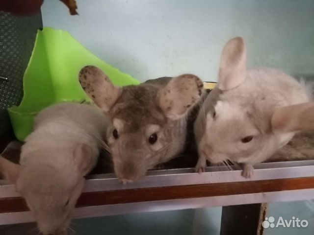 Шиншиллы семья