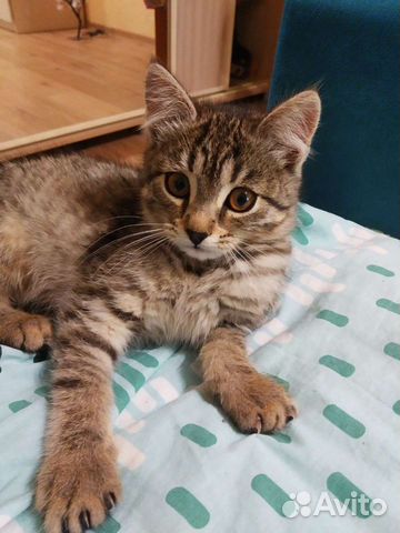 Котенок в добрые ручки