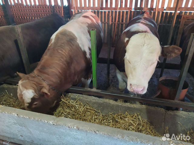 Быки на племя