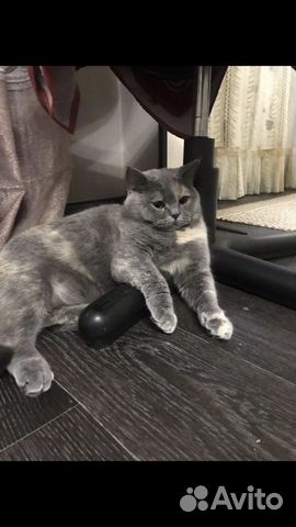 Отдам шотландцкую кошку