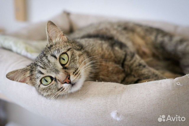 Кошечка Фея ищет дом