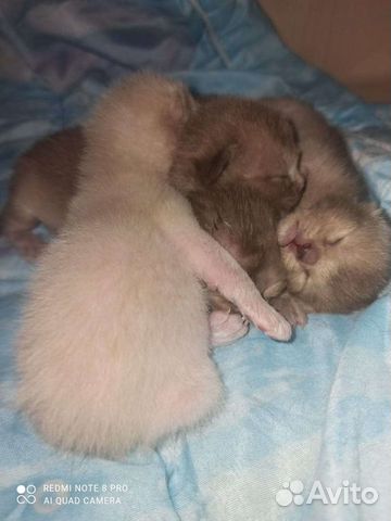 Бурманские котята