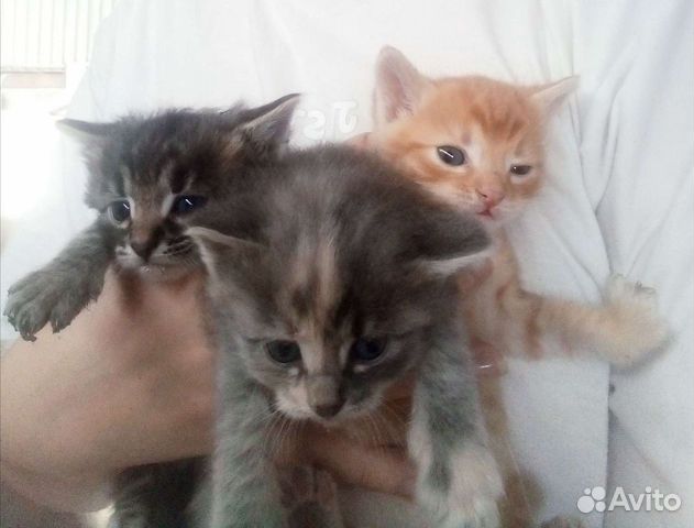 Пасхальные котята