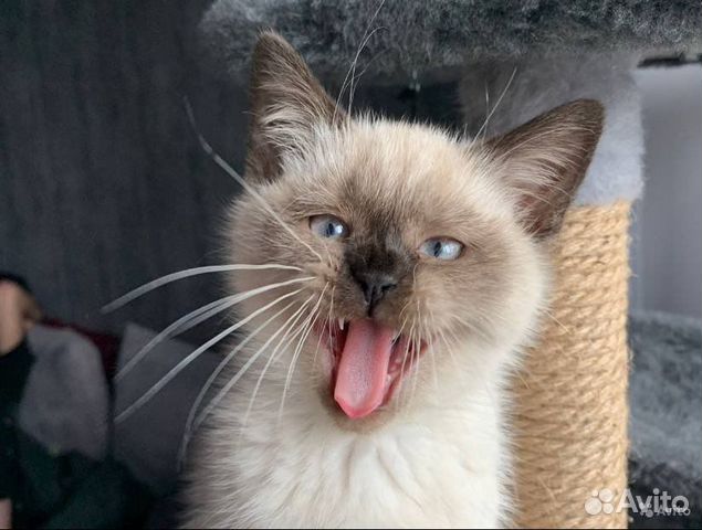 Котенок блю поинт