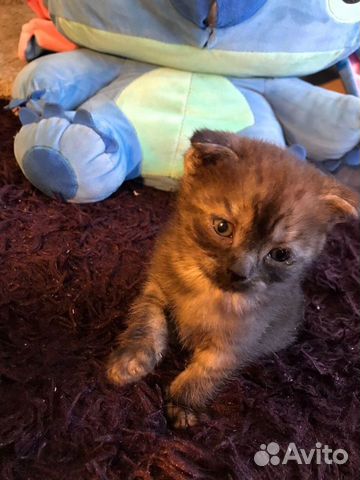 Британские котята