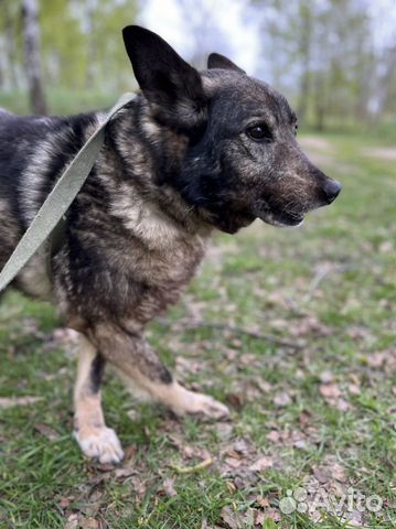 Собака страдает за решеткой