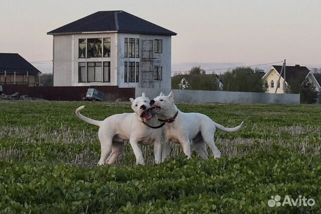 Аргентинский дог