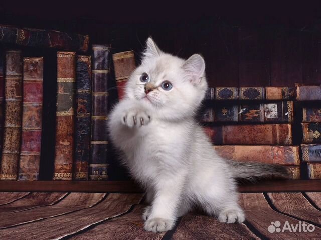 Котенок скоттиш килт лонг