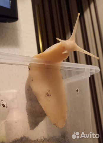 Улитка ахатина