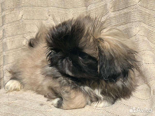 Щенки пекинеса