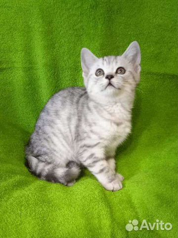 Британский котенок