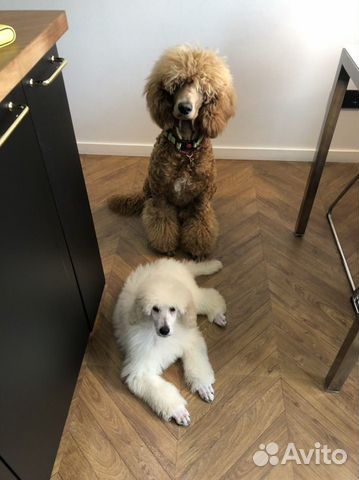 Стандартный пудель