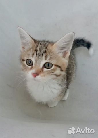 Котёнок трехцветный девочка 3 мес
