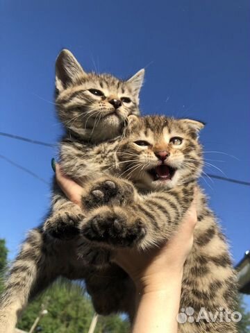 Кошки