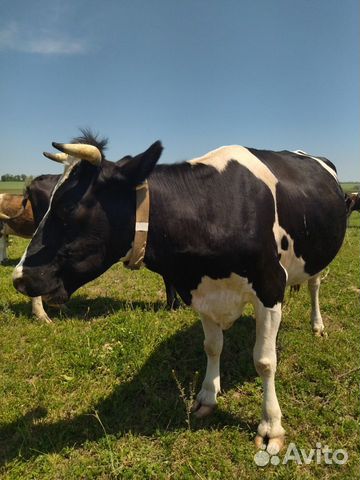 Корова тельная