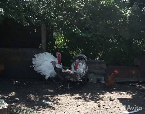 Продаются Индюк и Индюшка