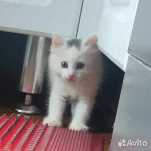 Котенок в добрые руки