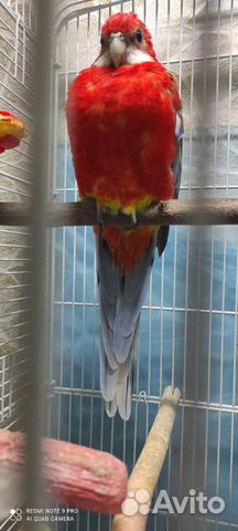 Попугаи розелла, мальчик и девочка