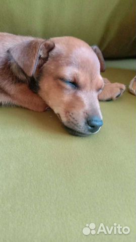 Отдам щенка в добрые руки