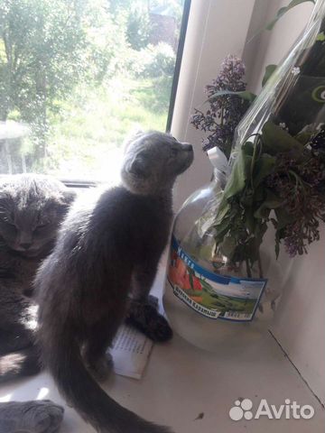 Котенок шотланка
