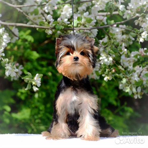 Красивая девочка