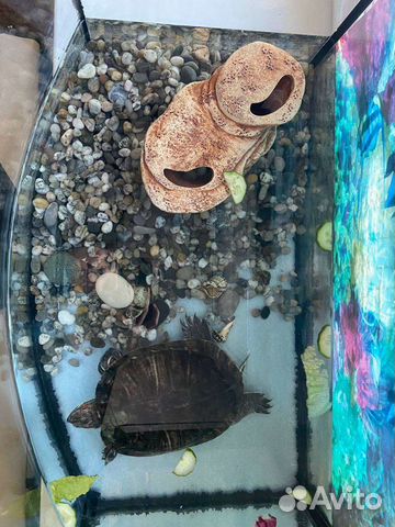 Черепаха красноухая с аквариумом. бесплатно