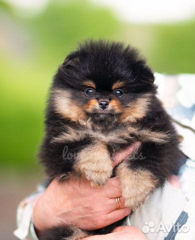 Померанский шпиц мини мишка (будет до 2,5 кг)
