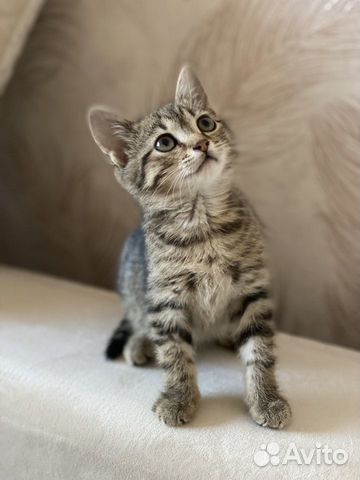 Котенок мальчик