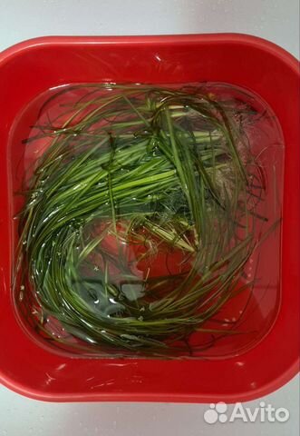 Водоросли для аквариума валлиснерия прополка