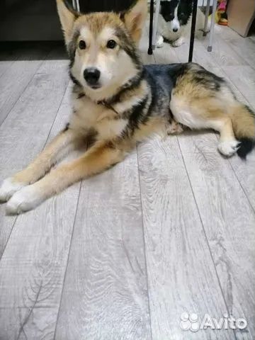 Фросенька 8 мес