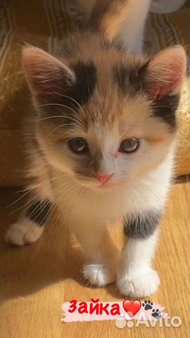 Котёнок Зайка