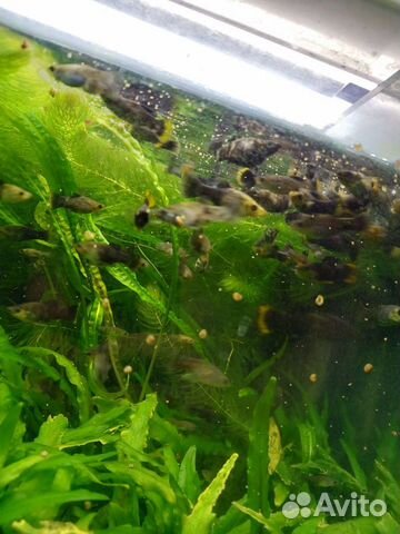 Аквариумные рыбки