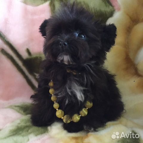 Tee cup Teddy Poodle