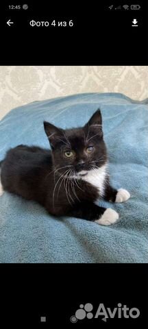 Котенок Веня