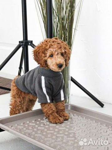 Малыш той-пудель, мальчик