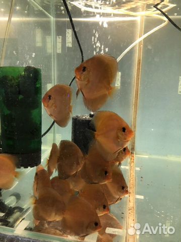 Ред ковер мальки